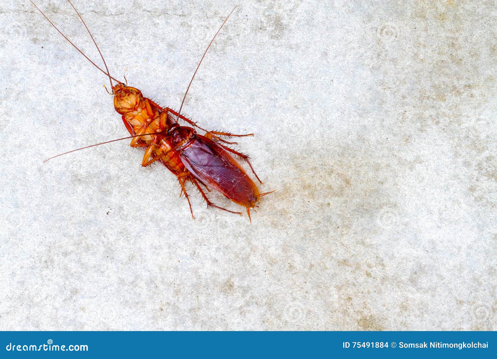 Cockroach Make Love on Concrete Floor Stock Photo - Image of macro ...