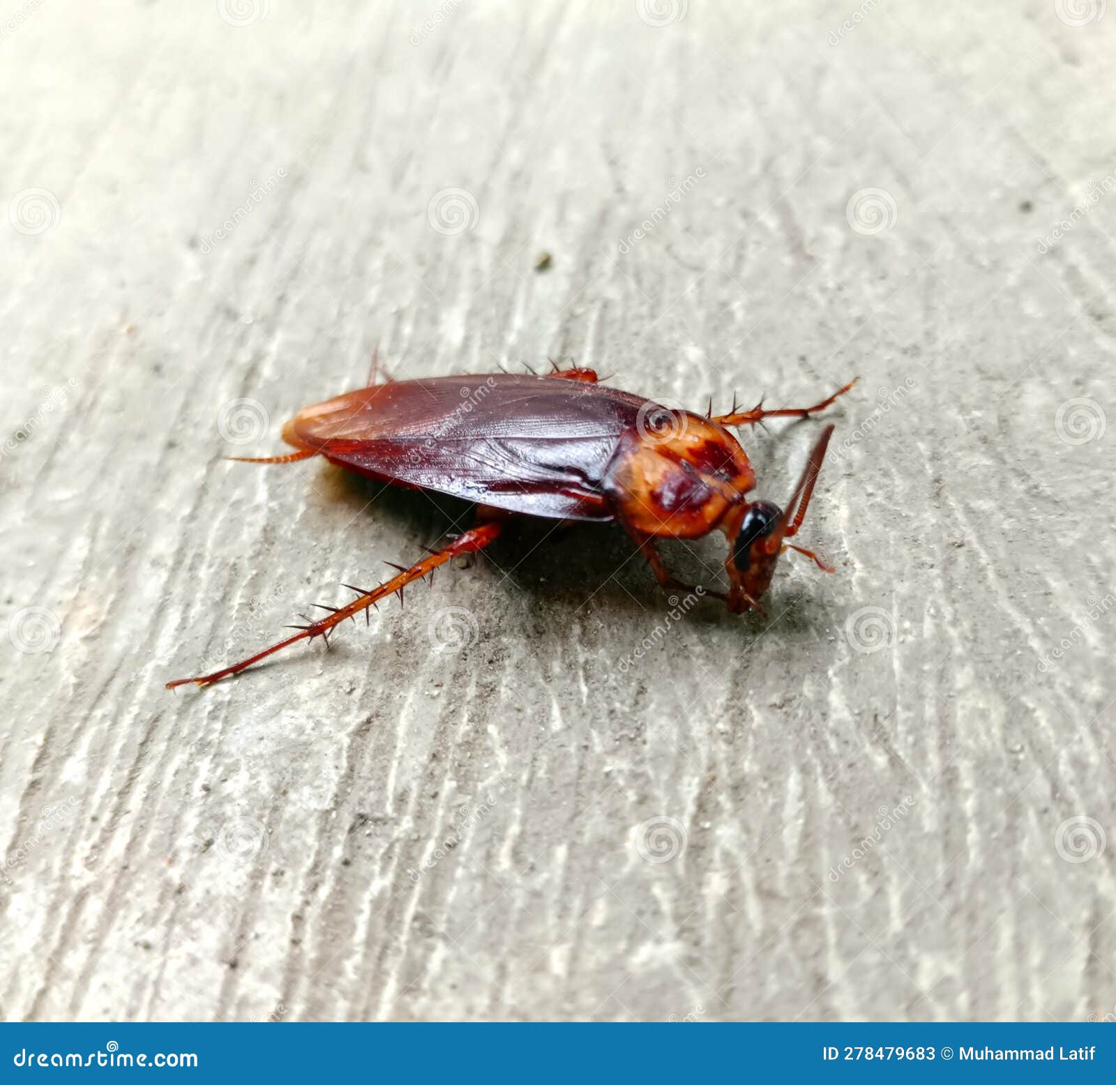A Cockroach Missing Part of Its Leg Stock Image - Image of large, lying ...