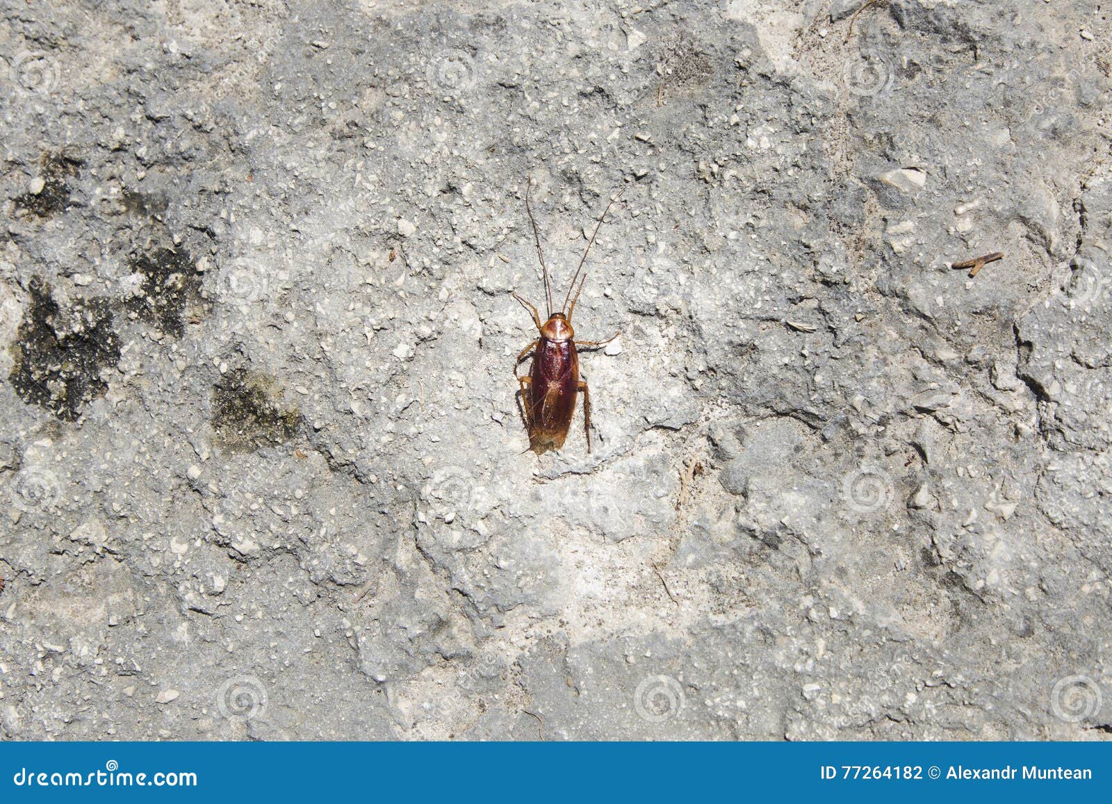 Cockroach on the pavement stock photo. Image of dead - 77264182