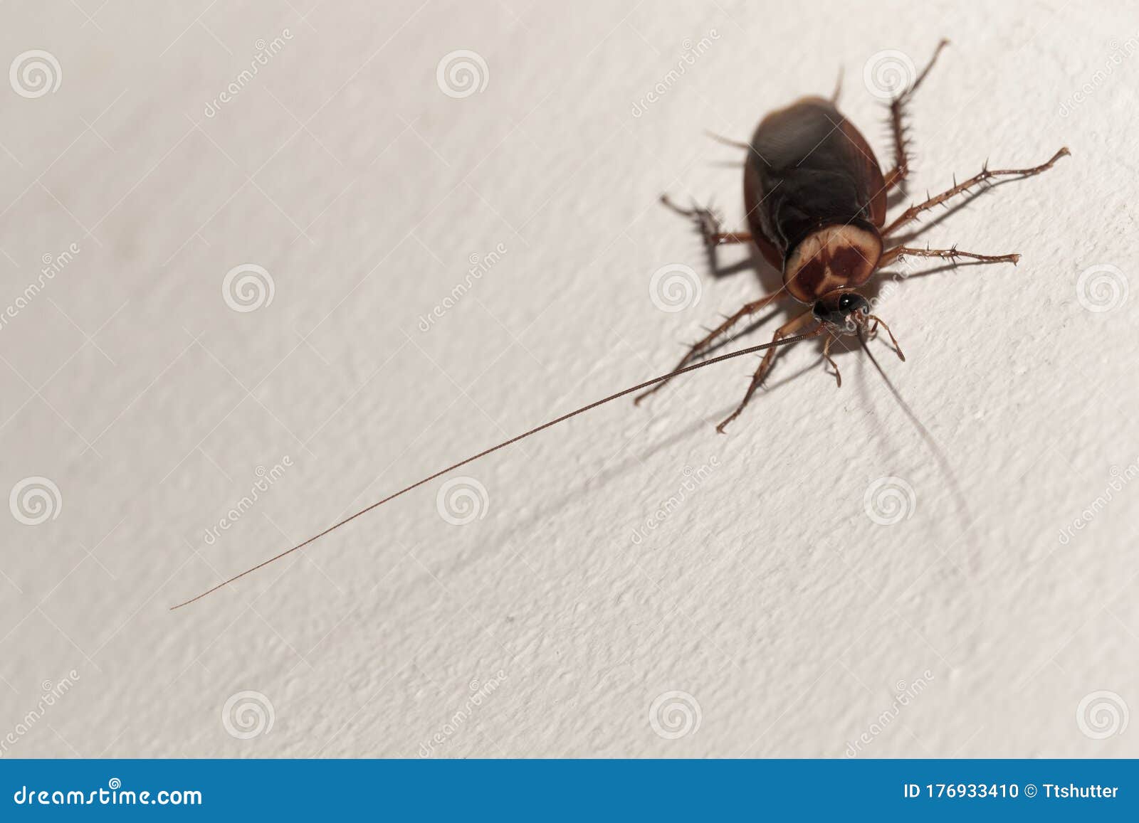 The cockroach stock photo. Image of dirty, alone, habitat - 176933410