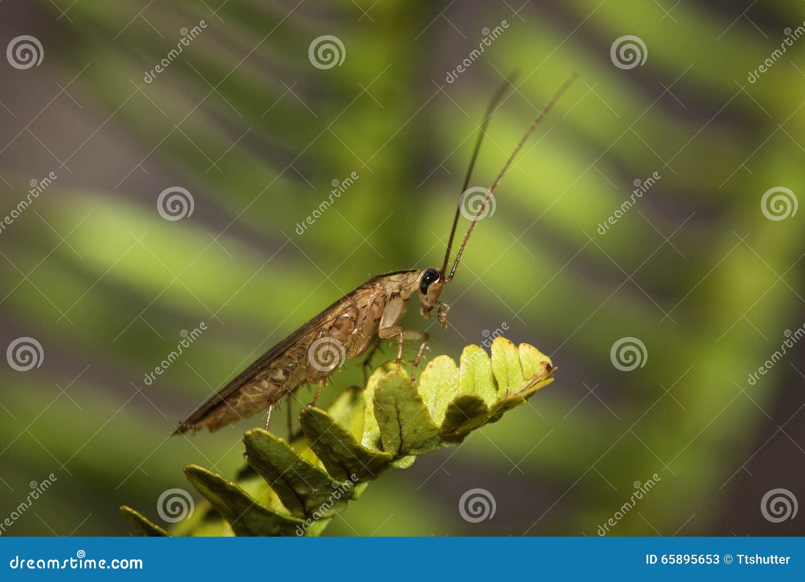 The cockroach stock image. Image of alone, greenery, alive - 65895653