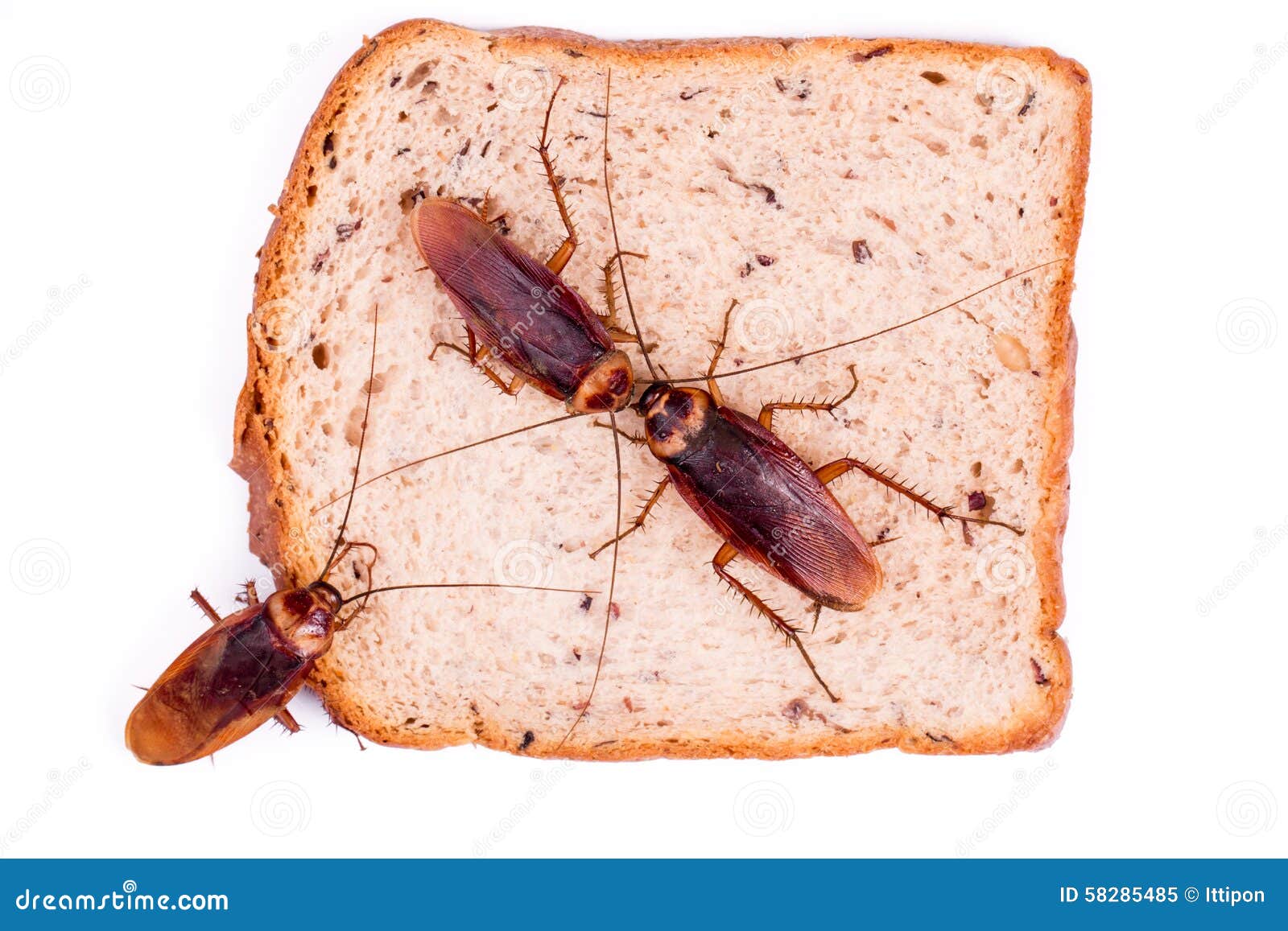 Cockroach stock image. Image of lying, food, living, dead - 58285485