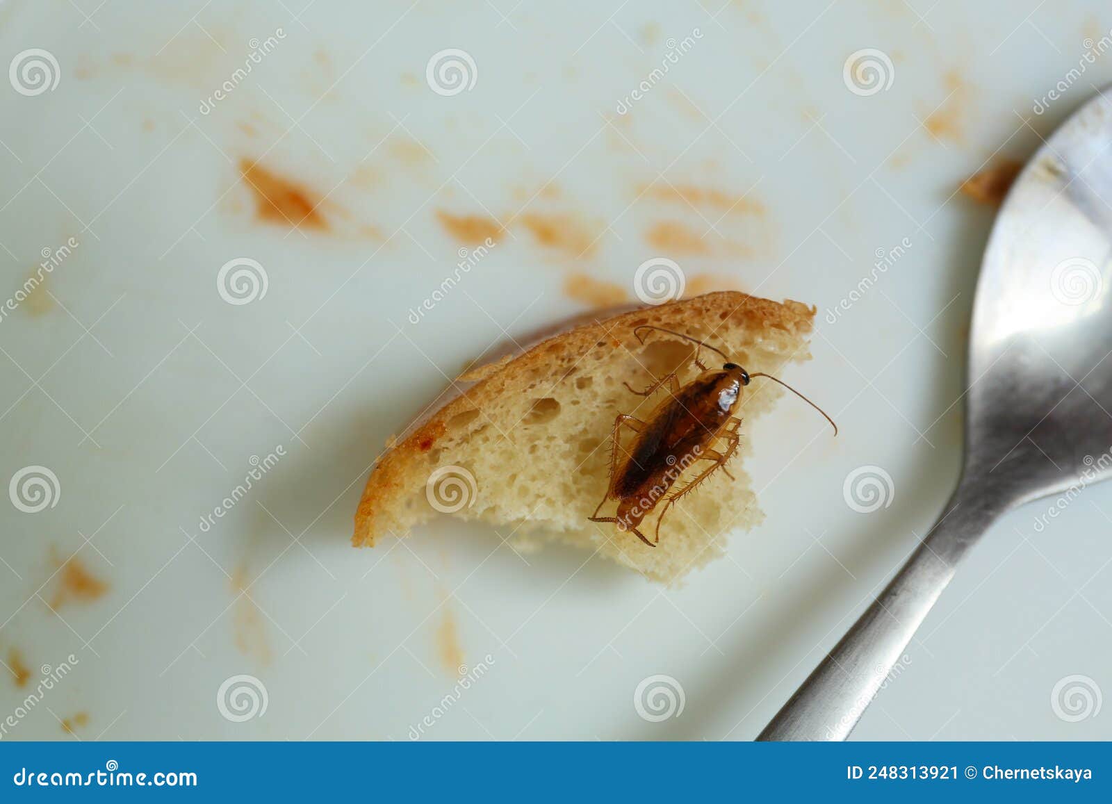Cockroach and Piece of Bread on Plate, Closeup Stock Image - Image of ...
