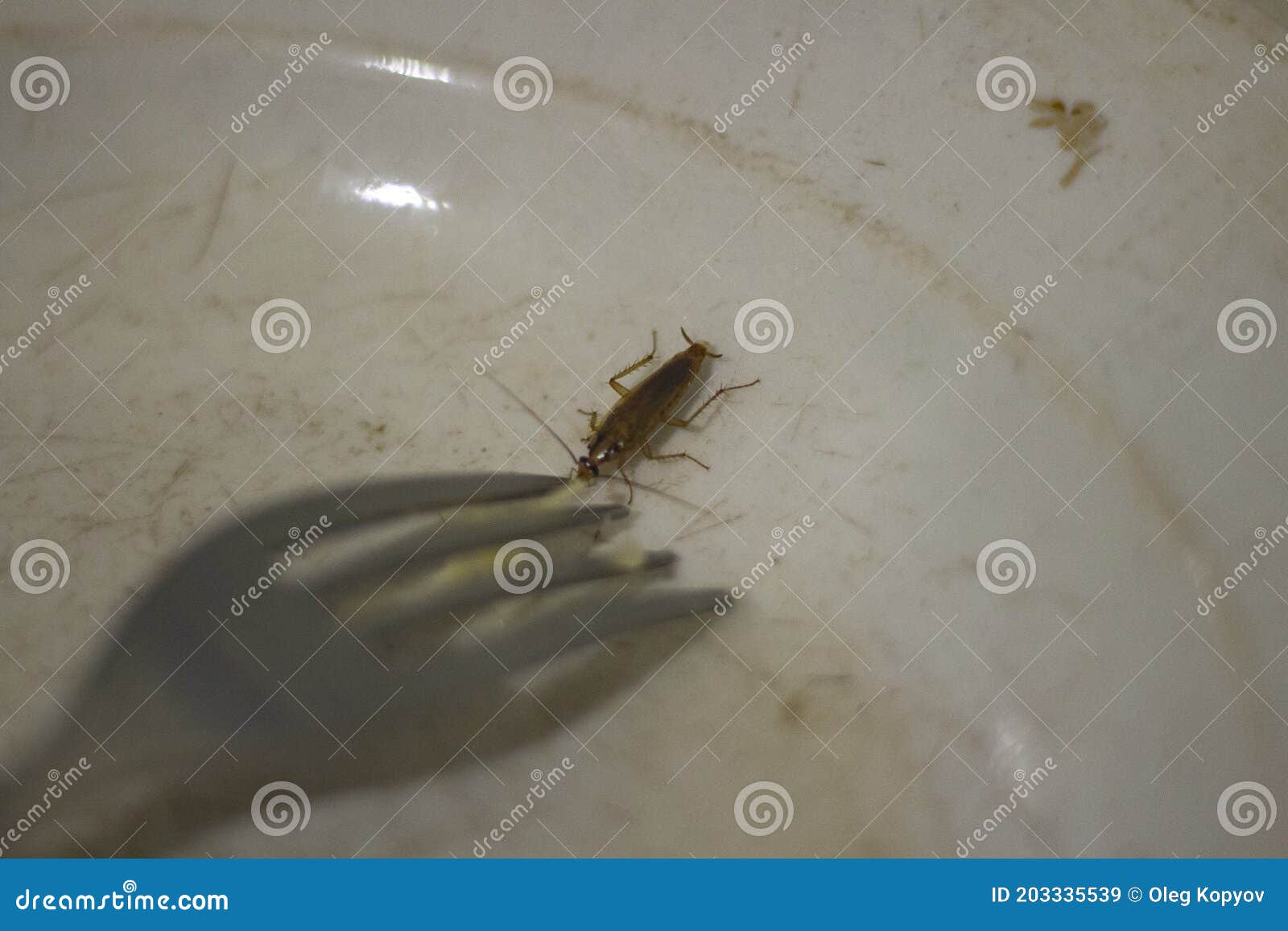 Cockroach on a Plate. the Insect is Crawling on the Dining Table Stock ...