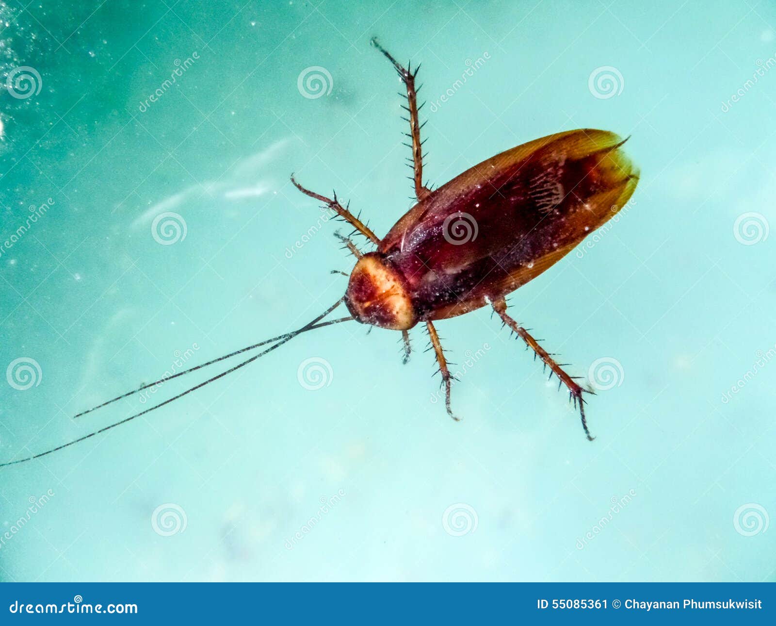 Cockroach in pool stock image. Image of pest, dirty, room - 55085361