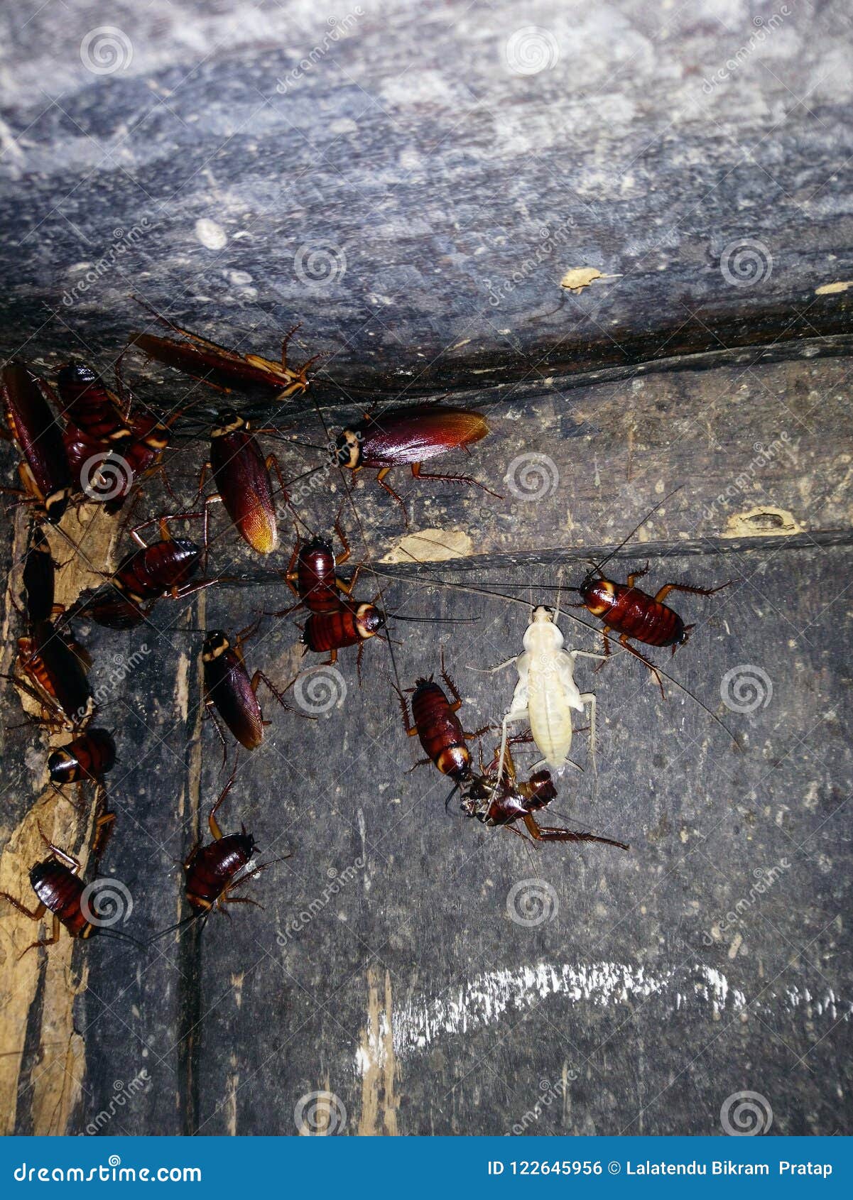 Cockroach Gang Stock Photos - Free & Royalty-Free Stock Photos from ...
