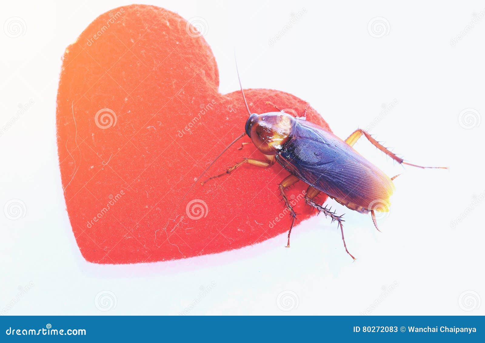 Cockroach with Red Hearth,annoyed Love Concept Stock Image - Image of ...