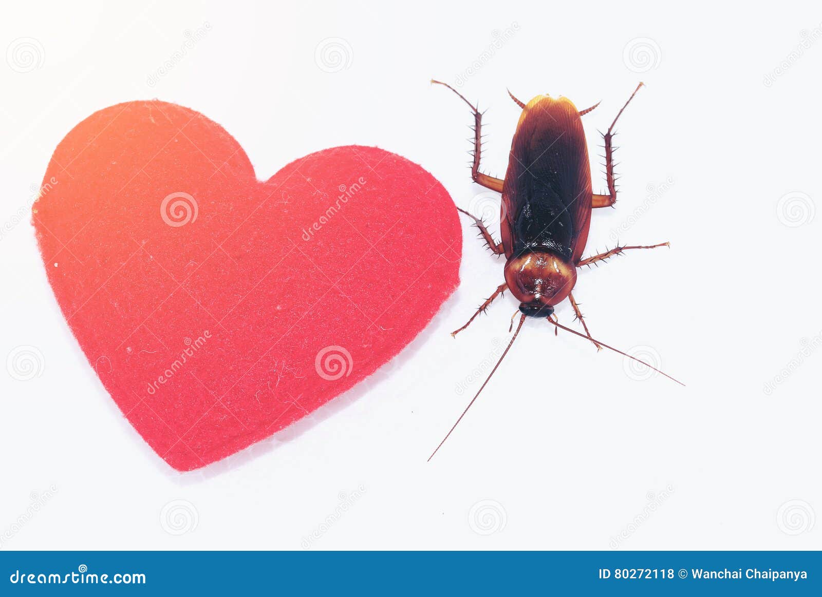 Heart Of Cockroach