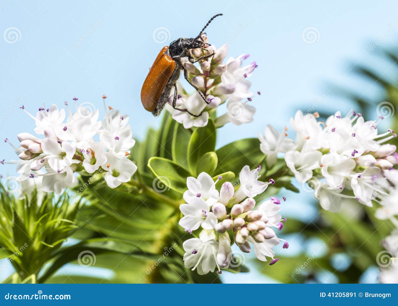 Cockroach Red stock image. Image of isolated, leaf, beetle - 41205891