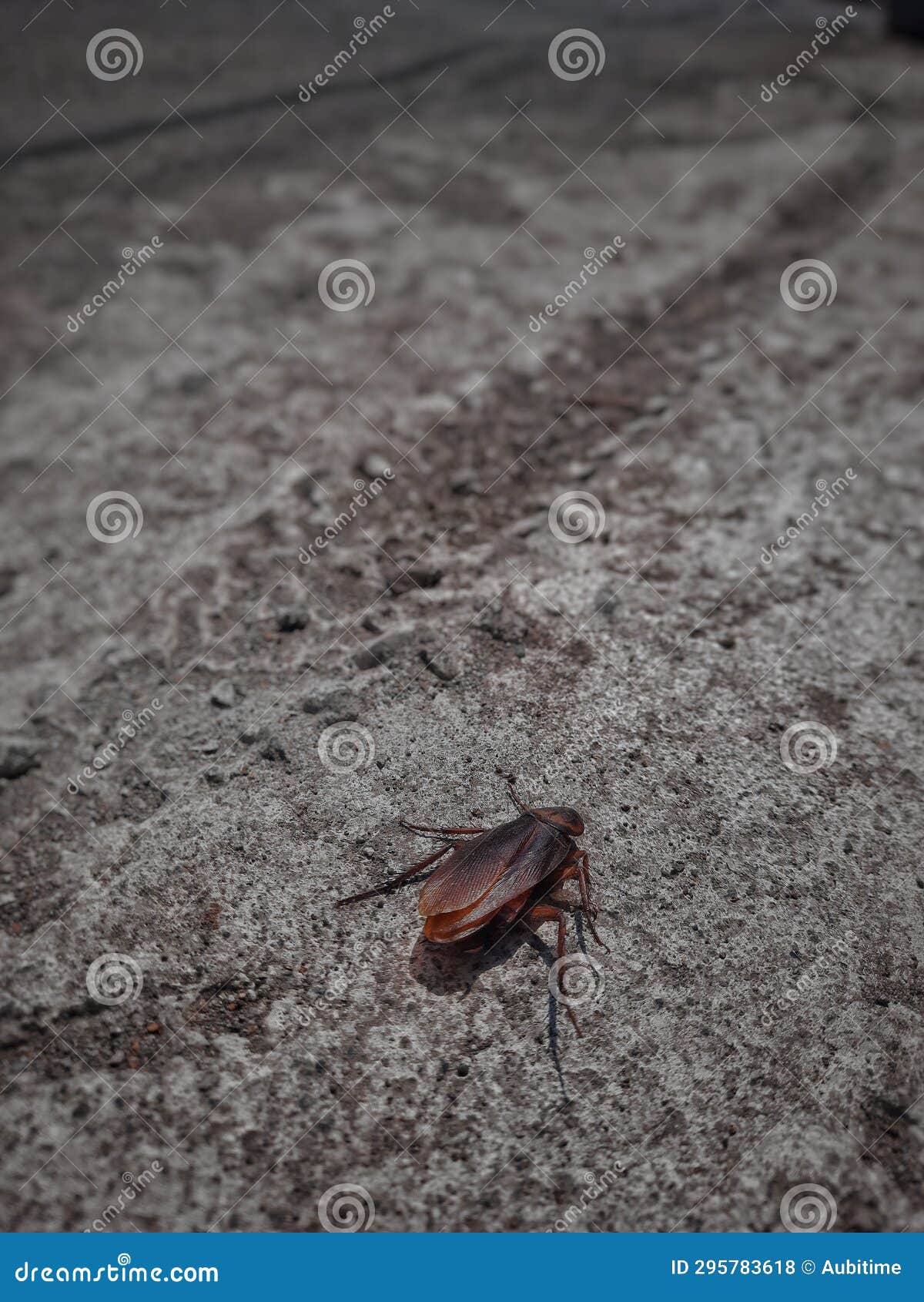 Cockroach on the road stock photo. Image of animals - 295783618