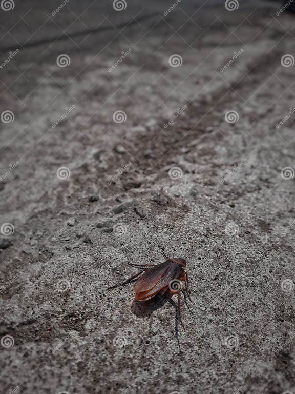 Cockroach on the road stock photo. Image of animals - 295783618