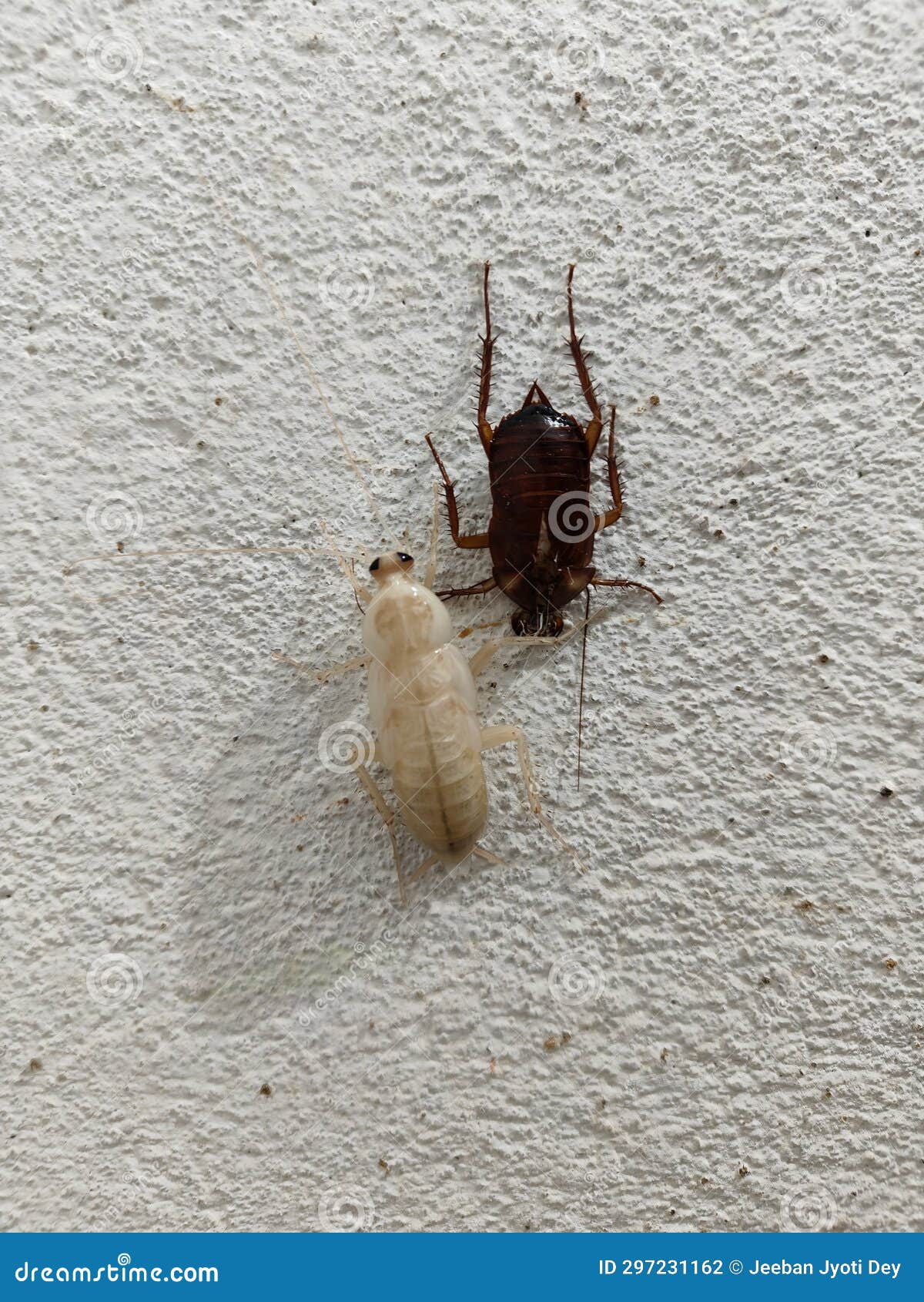 The Cockroach is Shedding Its Skin Stock Photo - Image of honeybee ...