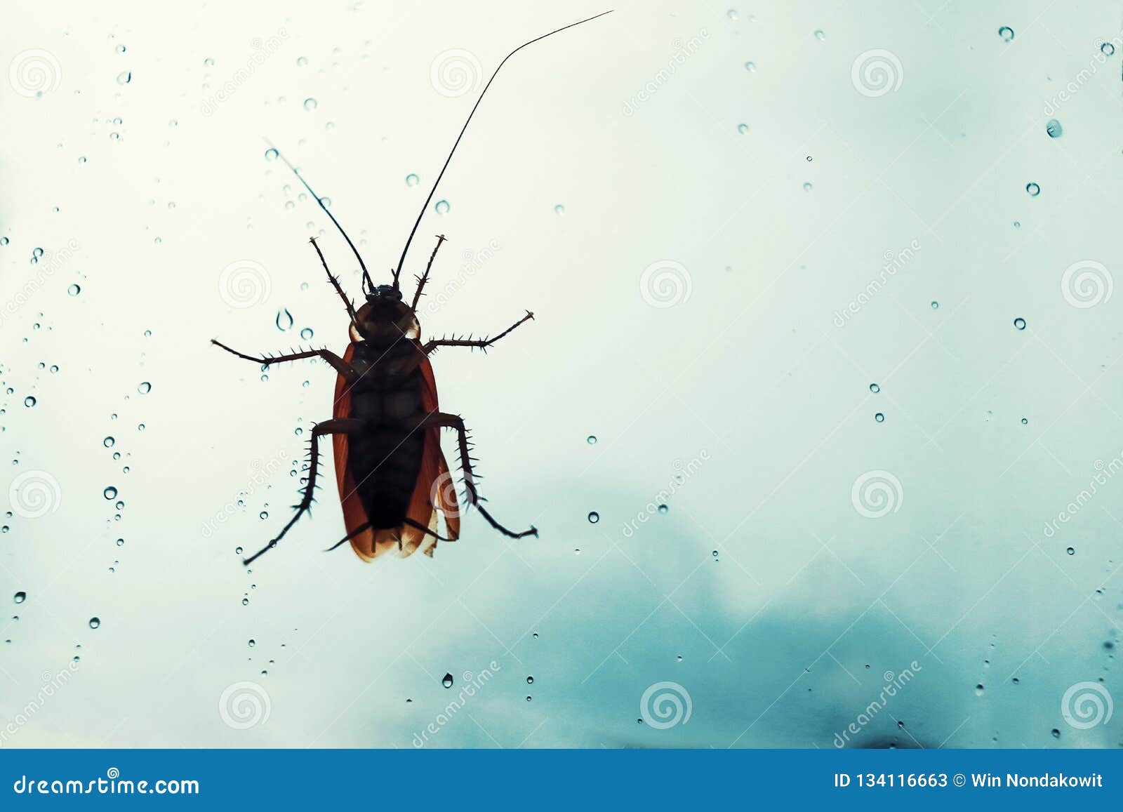 Cockroach on Shower Enclosure Stock Image - Image of cockroach ...