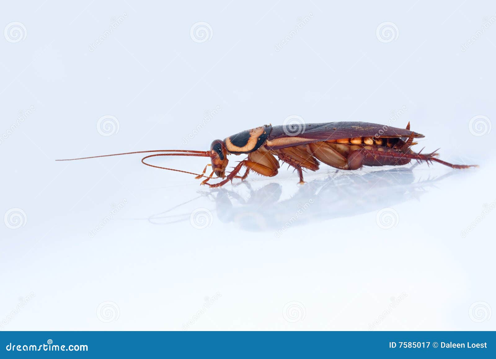 Cockroach side-view stock image. Image of cockroach, reflection - 7585017