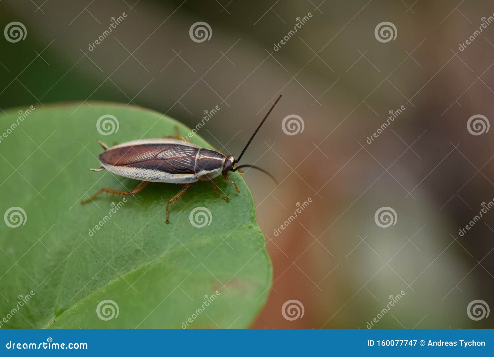 A Cockroach Sits on the Edge of a Garden Leaf Stock Image - Image of ...
