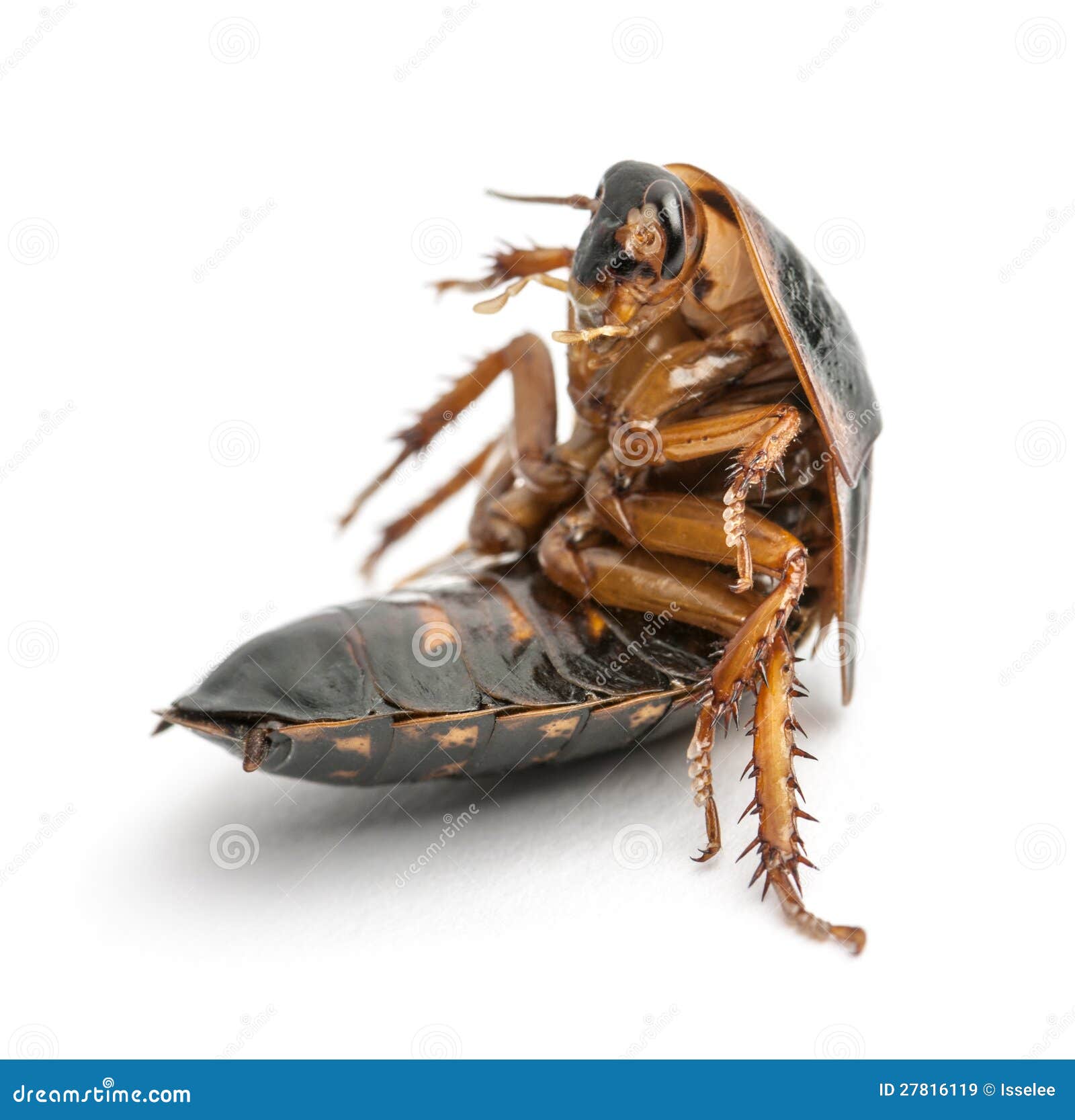 Cockroach sitting stock image. Image of shot, side, invertebrate - 27816119