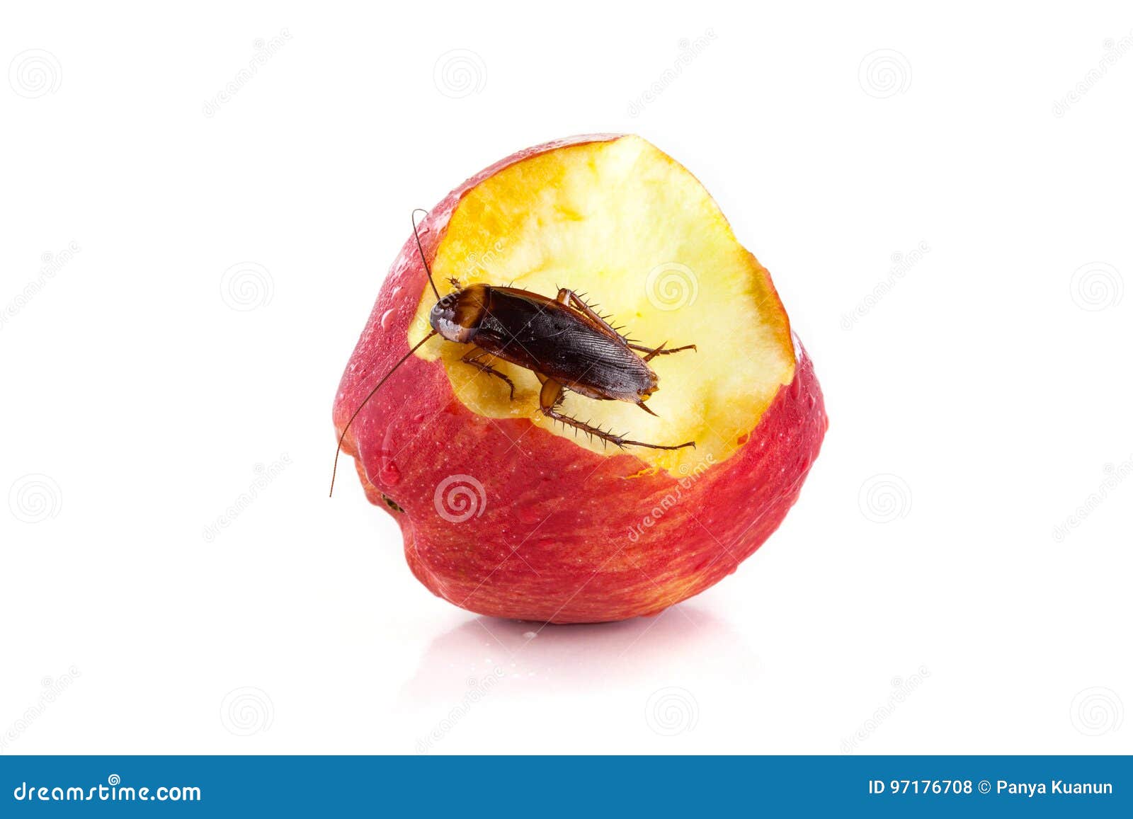 A Cockroach Is Sitting On A Piece Of Bread In A Plate In The Kitchen ...