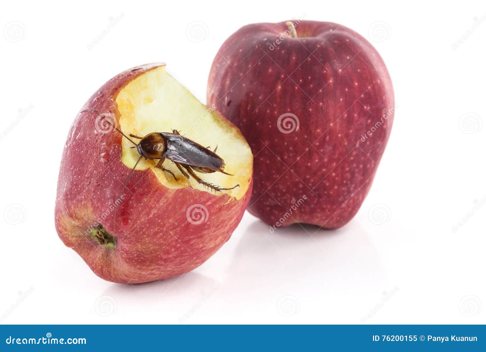 A Cockroach Is Sitting On A Piece Of Bread In A Plate In The Kitchen ...