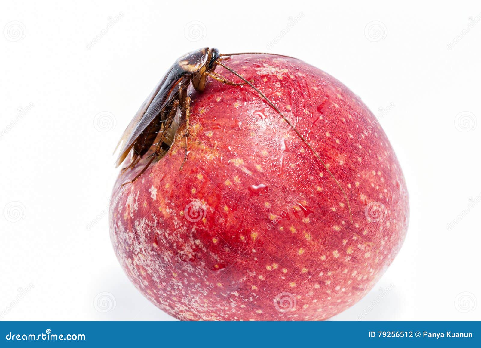 A Cockroach Is Sitting On A Piece Of Bread In A Plate In The Kitchen ...
