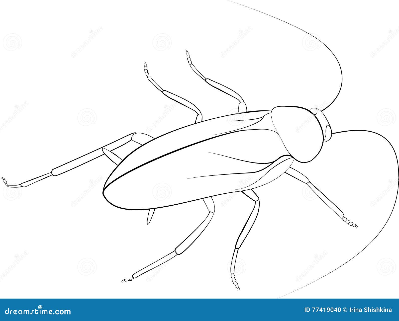 Cockroach Sketch Black Monohrome Color Isolated on White Background ...