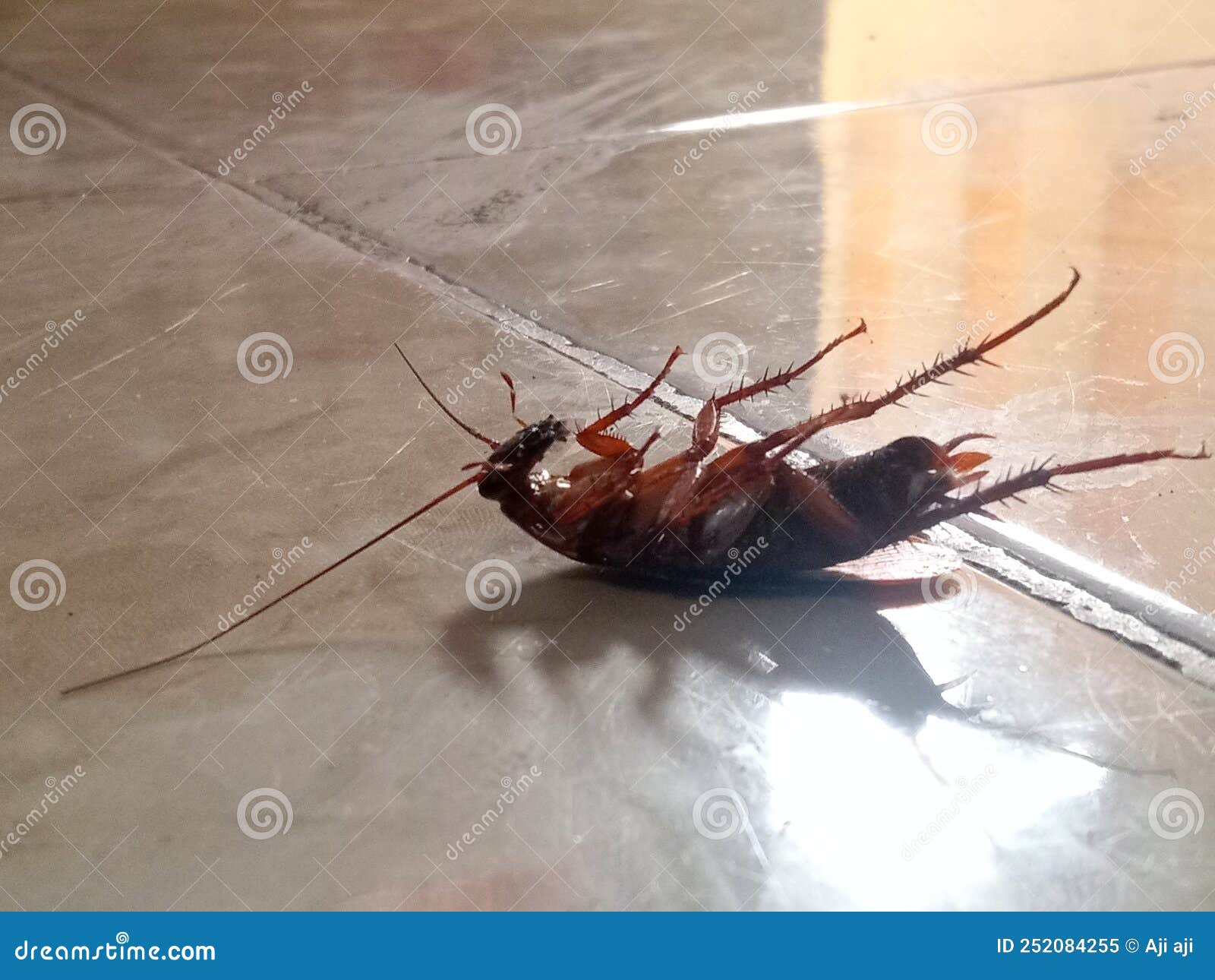 Cockroach Sleeping on the Ground Stock Image - Image of brown ...