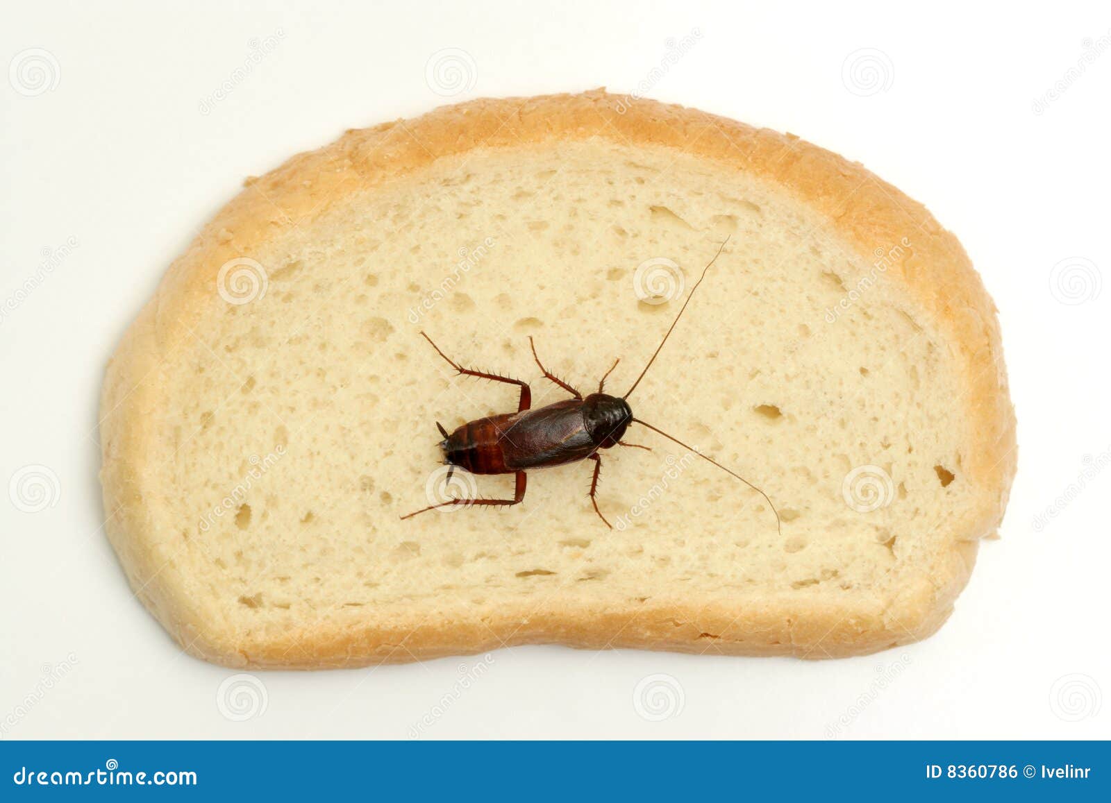 Cockroach on a Slice of Bread Stock Photo - Image of pest, horror: 8360786