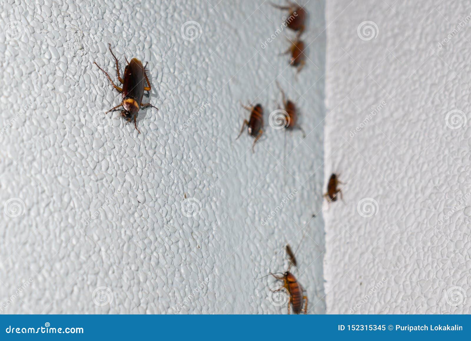 Cockroach on the Stone Wall Stock Image - Image of blattidea, dirty ...