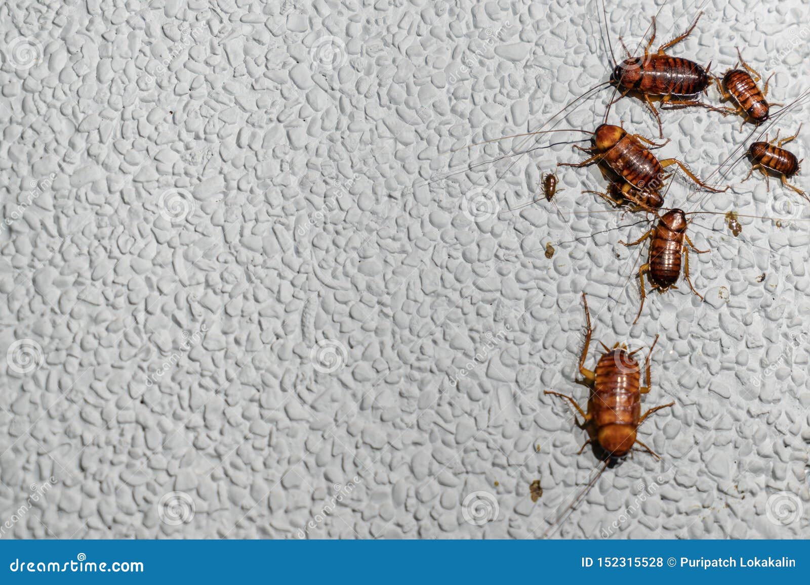 Cockroach on the Stone Wall Stock Photo - Image of disgusting, foul ...