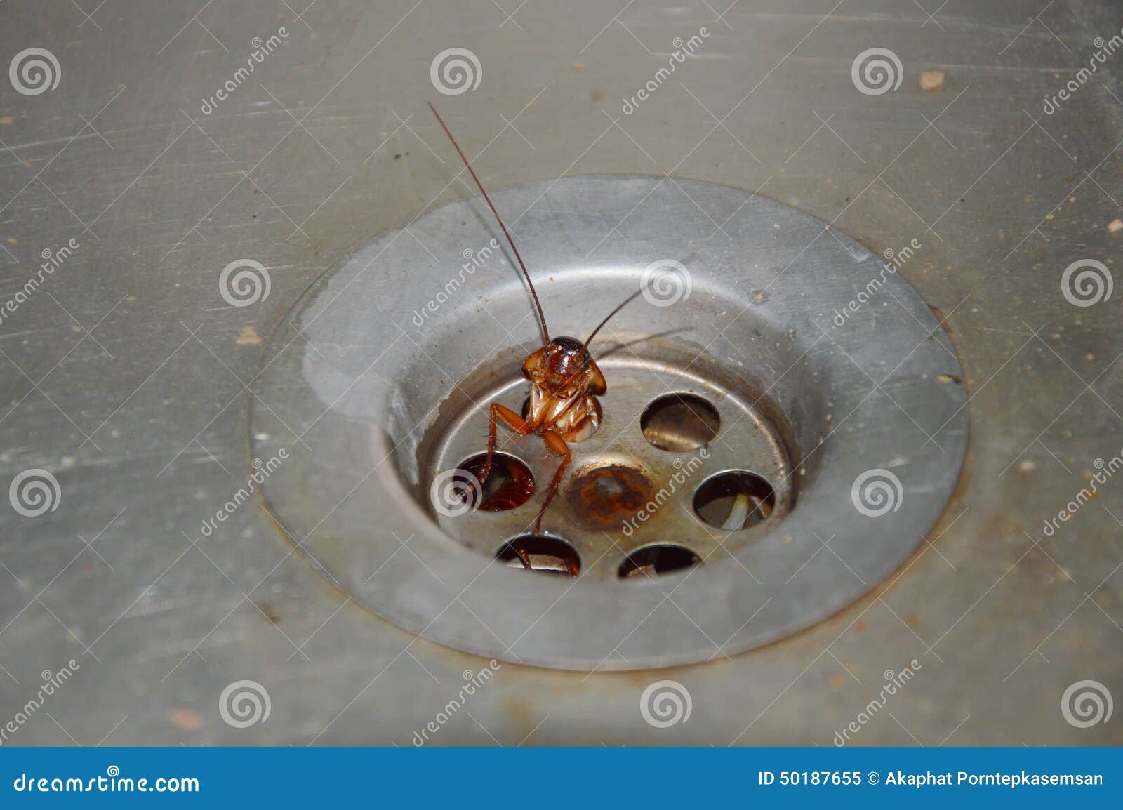 Cockroach Struck in Sink Hole Stock Image - Image of hole, sink: 50187655