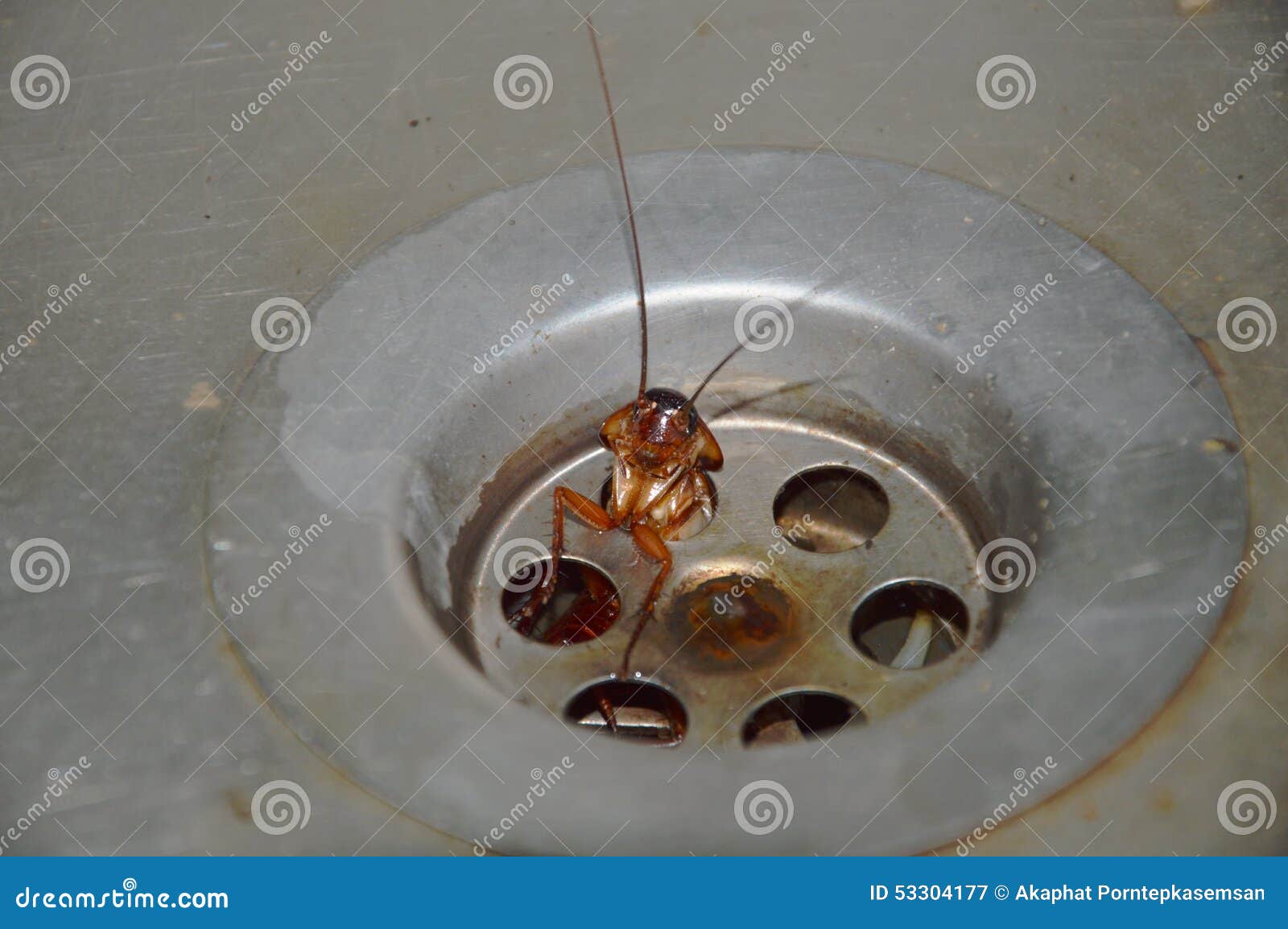 Cockroach Struck in Sink Hole Stock Image - Image of trap, hold: 53304177