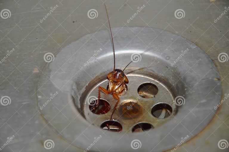 Cockroach Struck in Sink Hole Stock Image - Image of trap, hold: 53304177