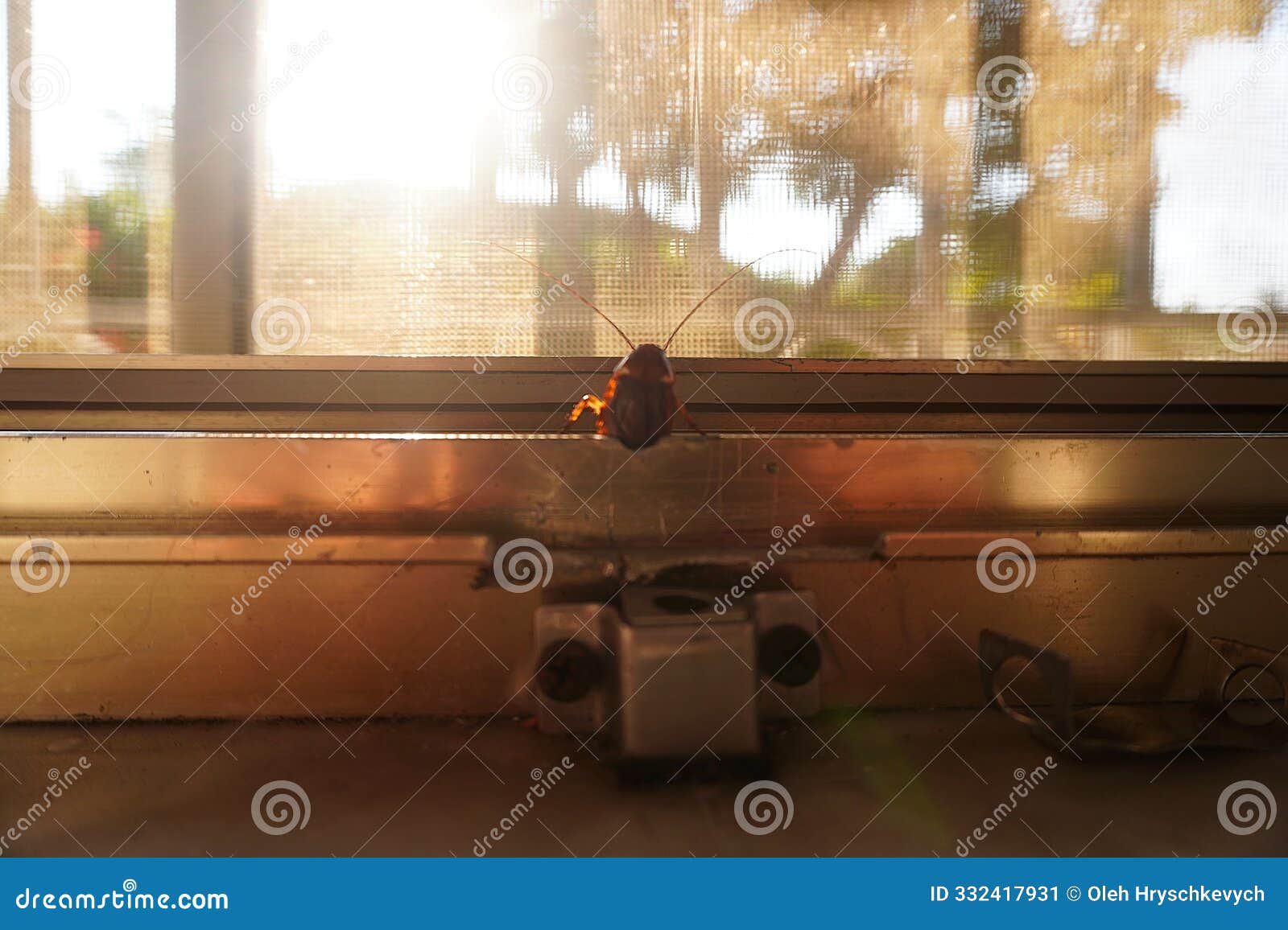 A Cockroach Stuck To The Sticky Paper. Domestic Insect Royalty-Free ...