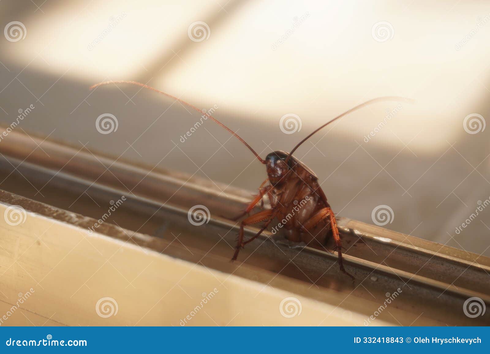 Cockroach Stuck Halfway in Window Frame Stock Image - Image of insect ...