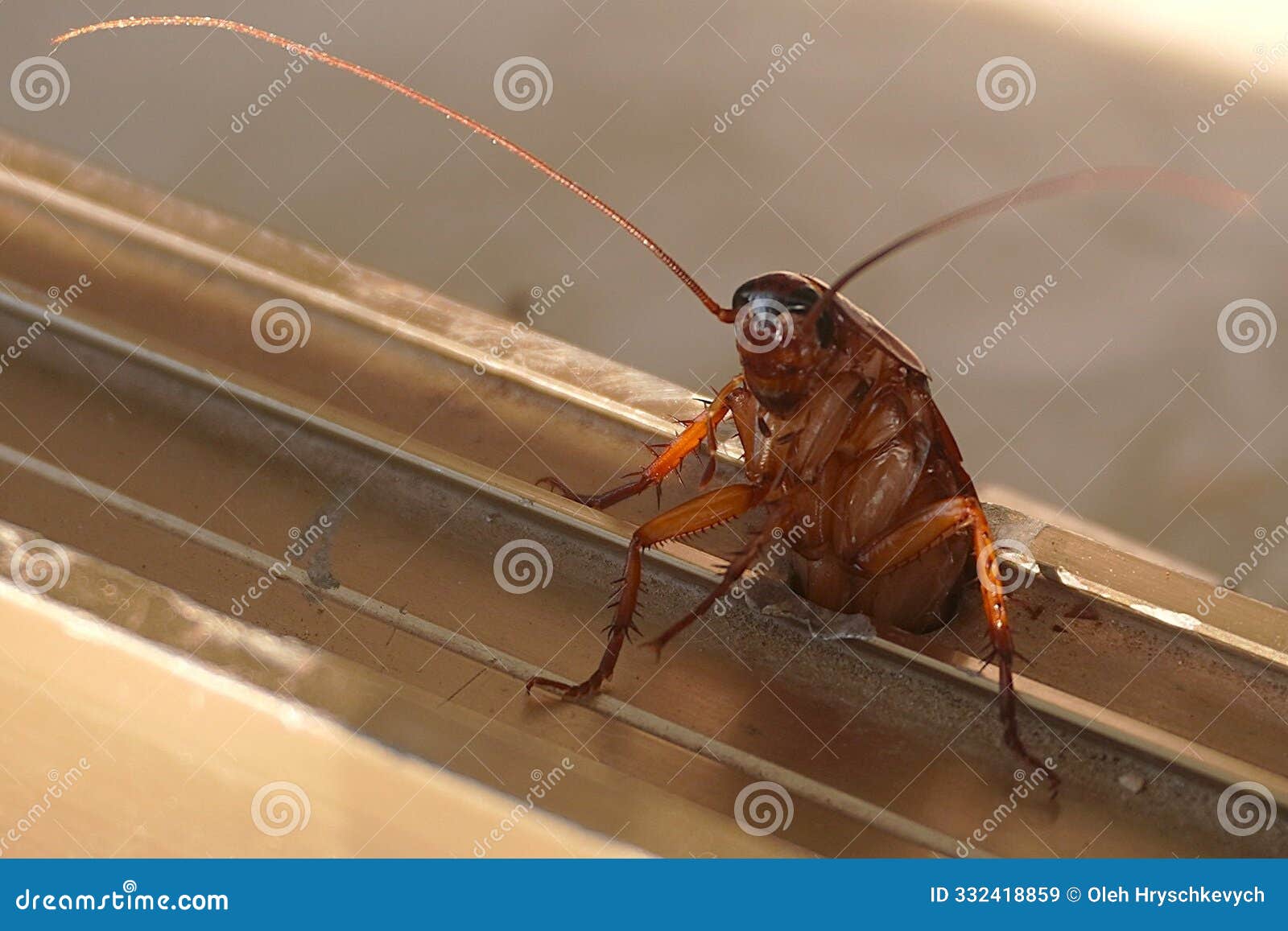 A Cockroach Stuck To Sticky Paper. Home Of The Harmful Insect Royalty ...