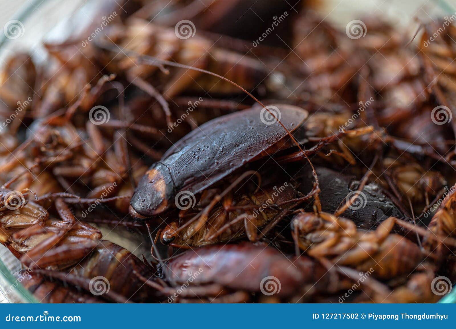 Cockroach for Study Finding Parasites in Laboratory. Stock Photo ...