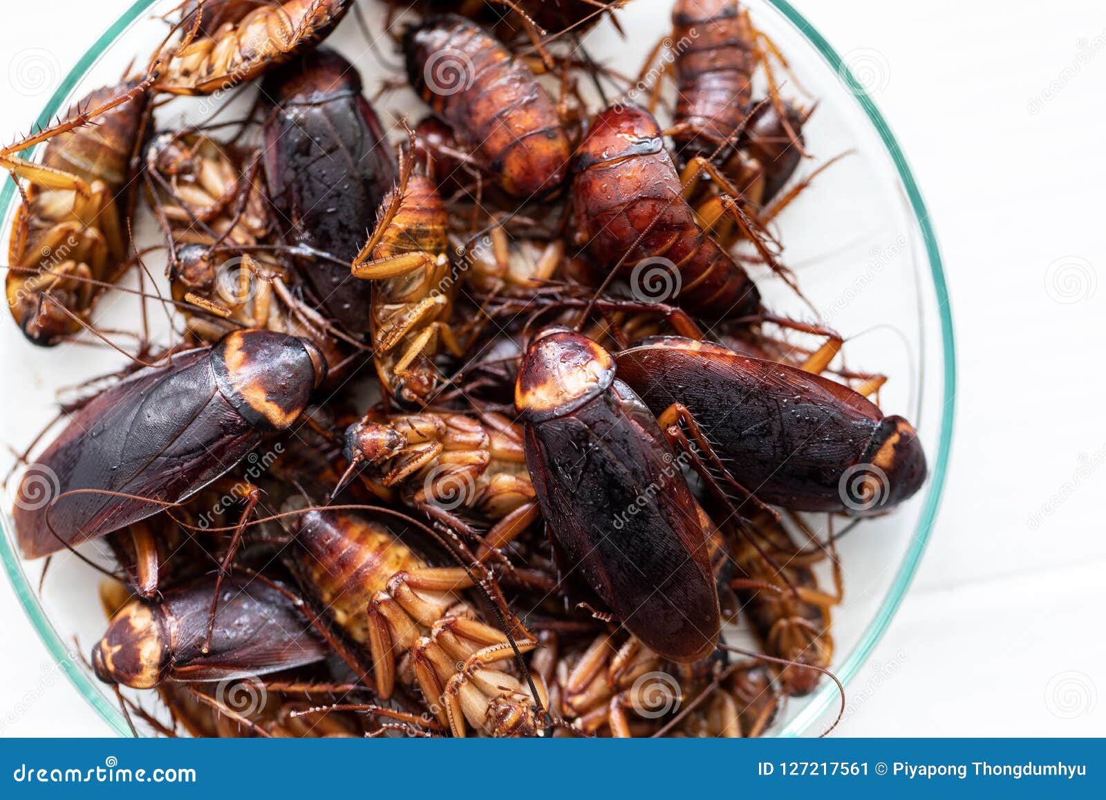 Cockroach for Study Finding Parasites in Laboratory. Stock Image ...