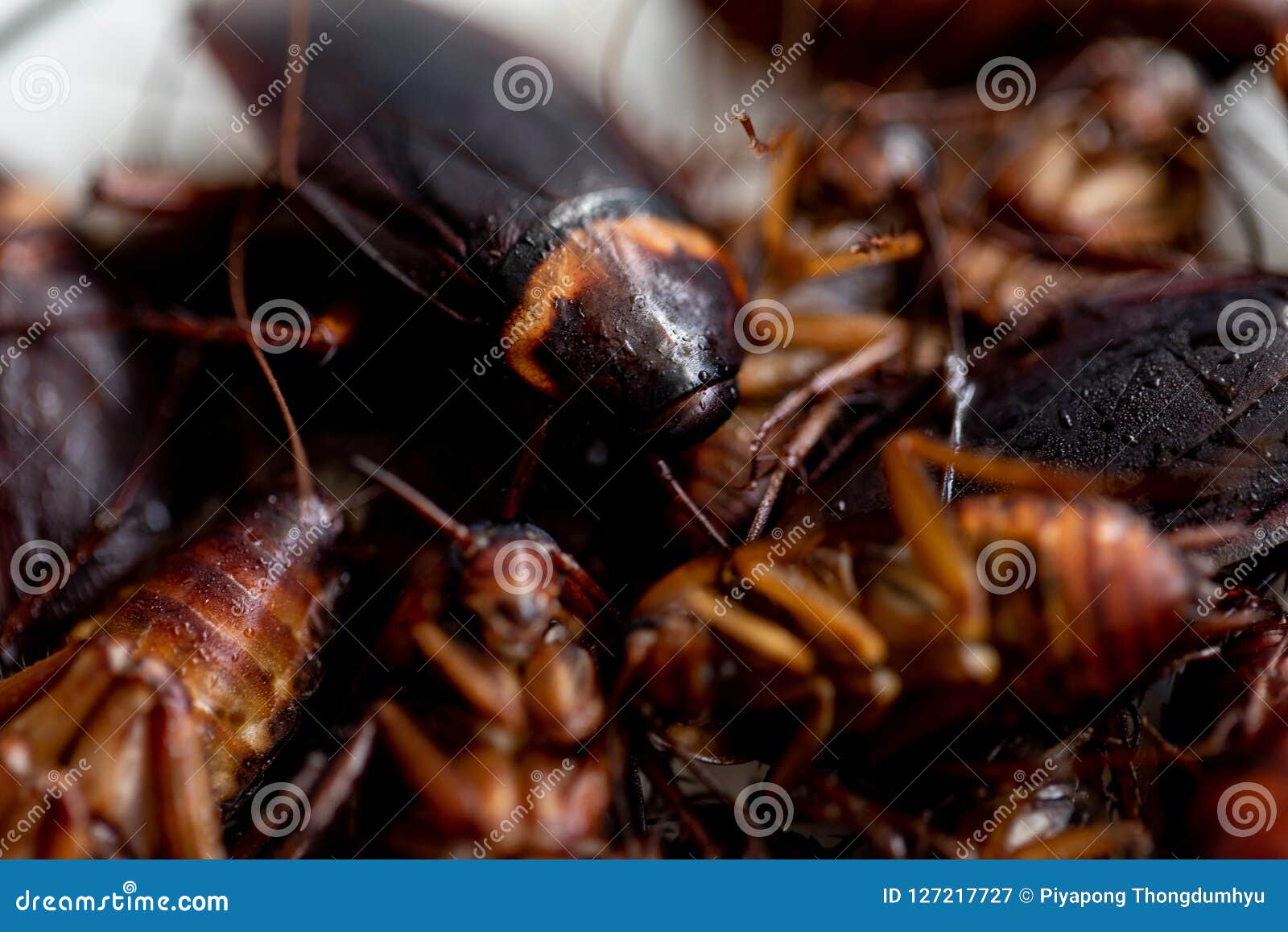 Cockroach for Study Finding Parasites in Laboratory. Stock Image ...
