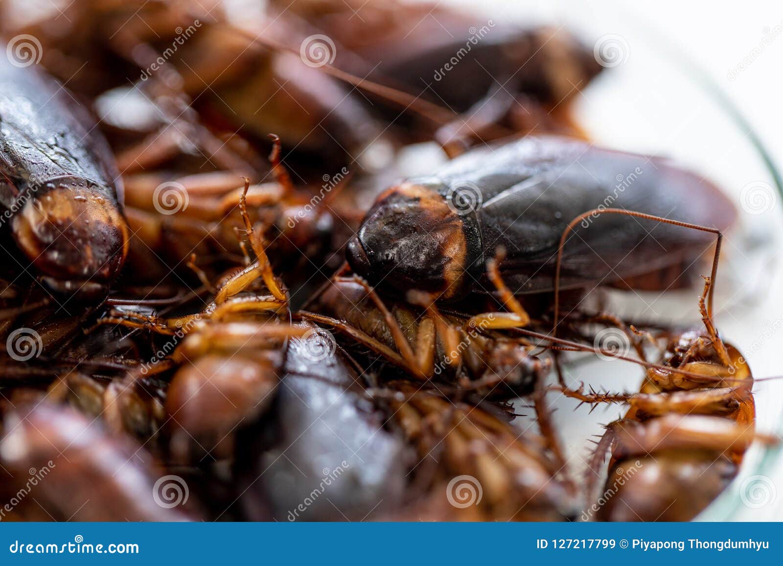Cockroach for Study Finding Parasites in Laboratory. Stock Image ...
