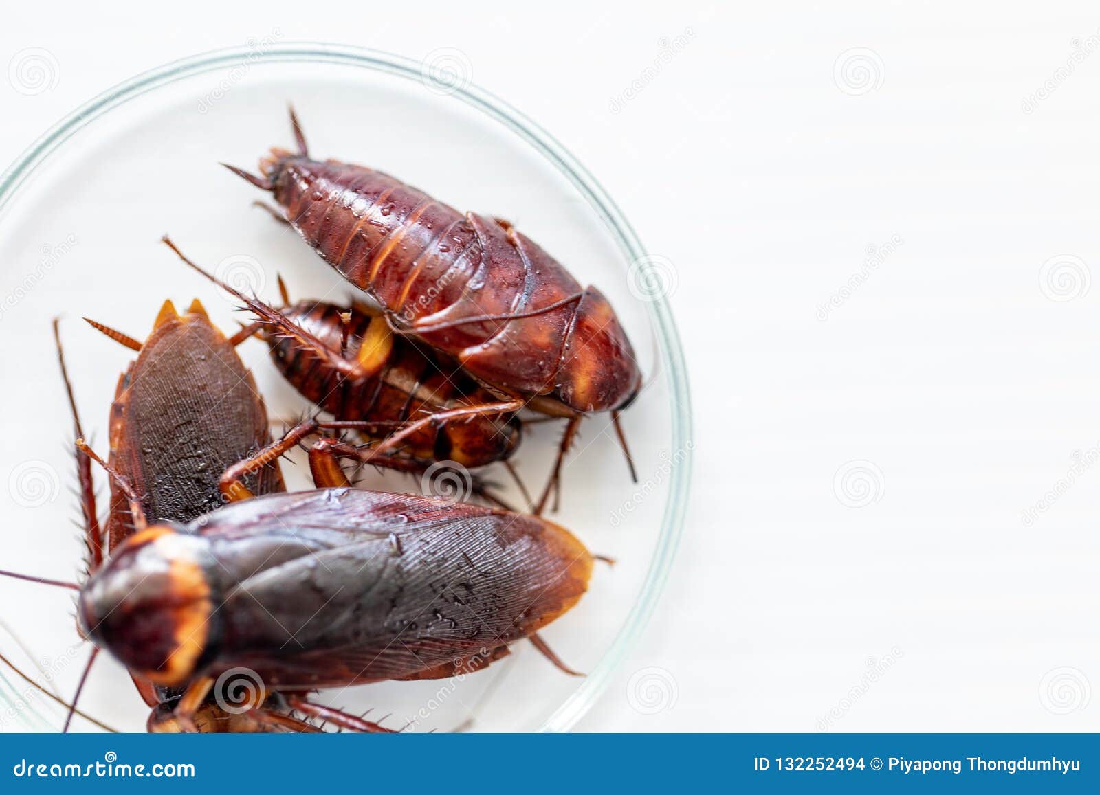 Cockroach for Study Finding Parasites in Laboratory. Stock Photo ...