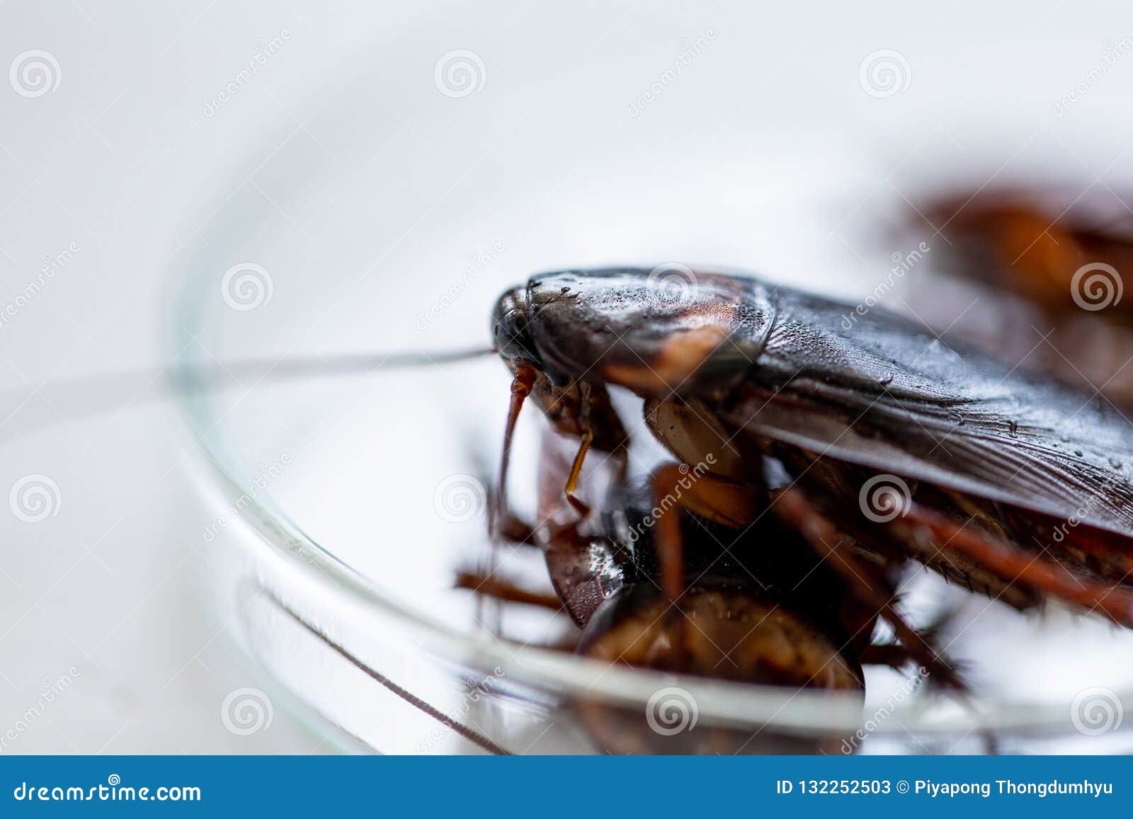Cockroach for Study Finding Parasites in Laboratory. Stock Image ...