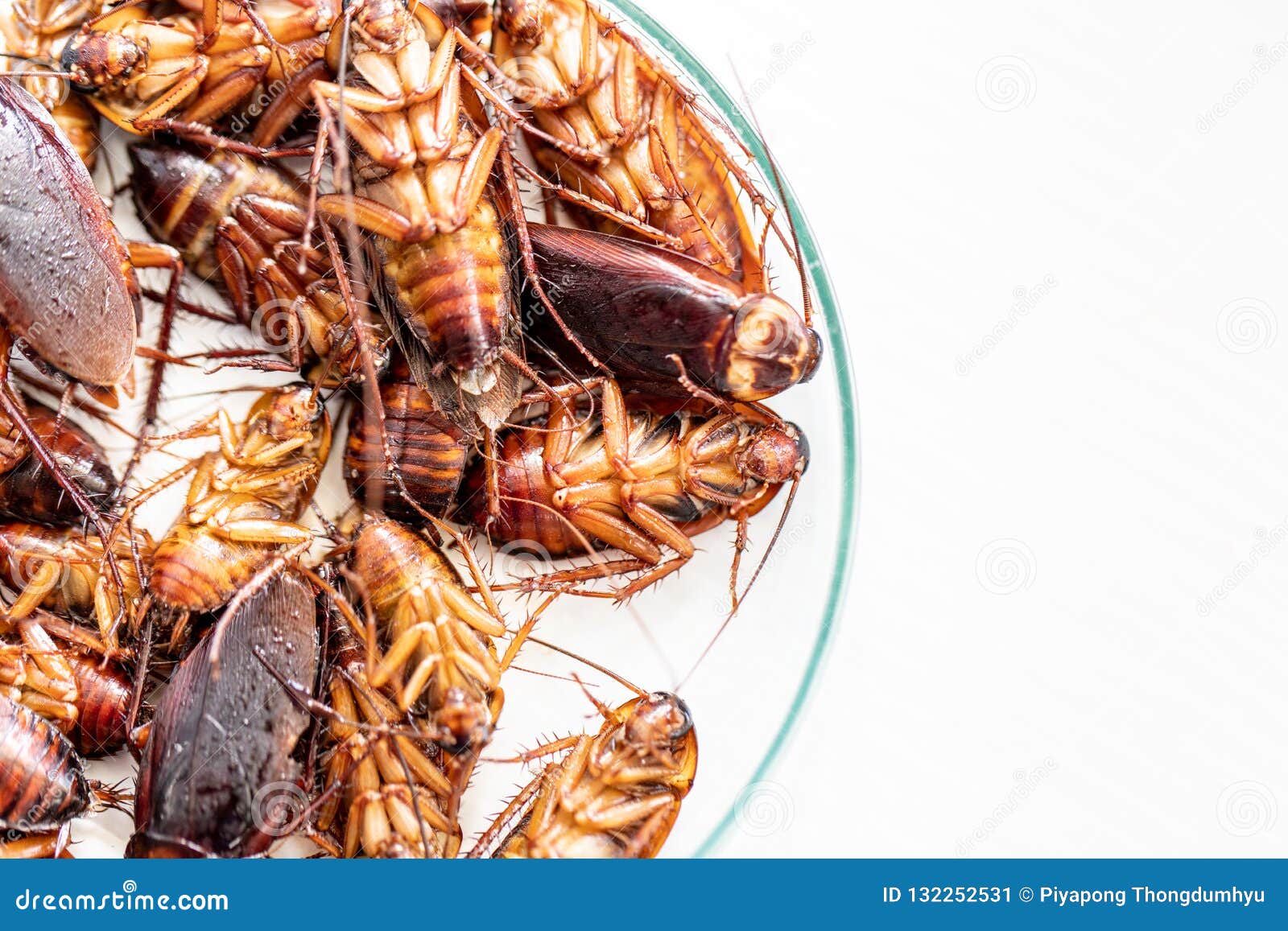 Cockroach for Study Finding Parasites in Laboratory. Stock Image ...