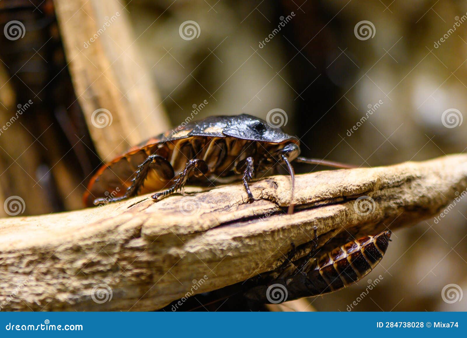 Cockroach in Summer in Riga Zoo 1 Stock Photo - Image of animalia ...