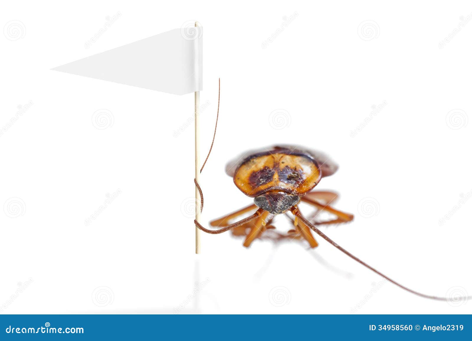 Cockroach surrender stock photo. Image of blue, dirty - 34958560