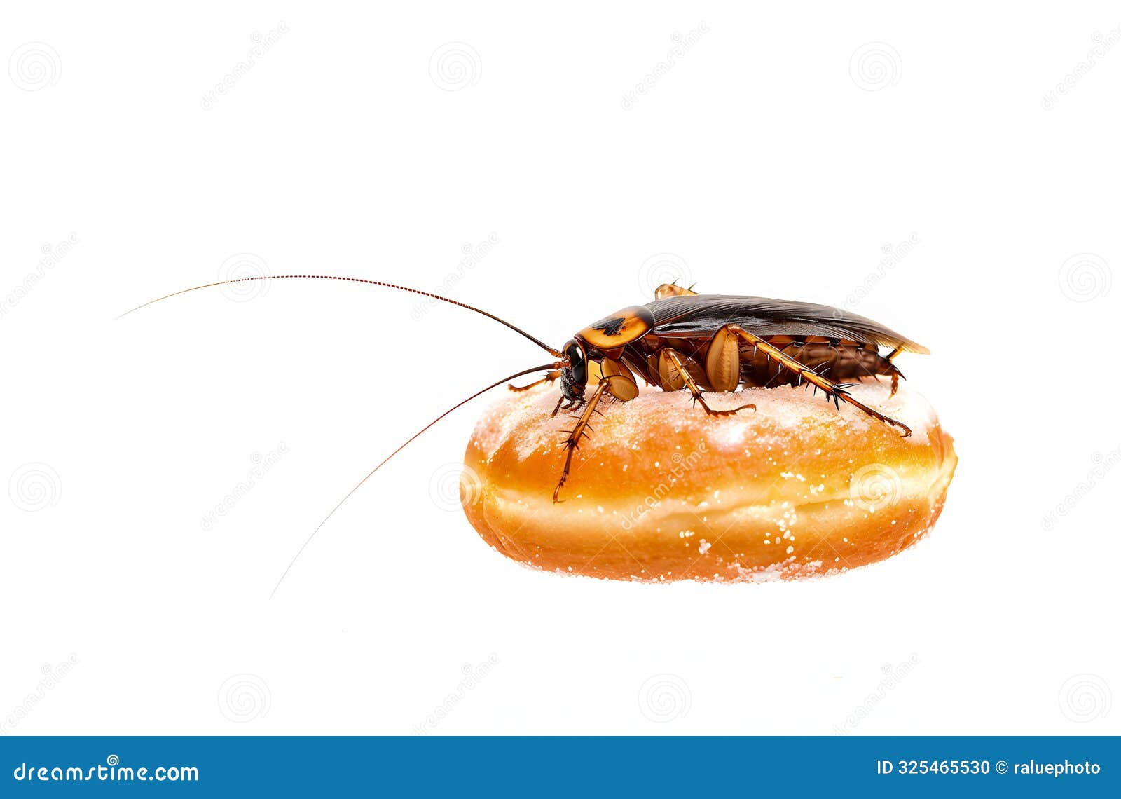 A Cockroach is Taking a Bite Out of a Sugar Donut Stock Illustration ... A Cockroach is Taking a Bite Out of a Sugar Donut Stock Illustration ...