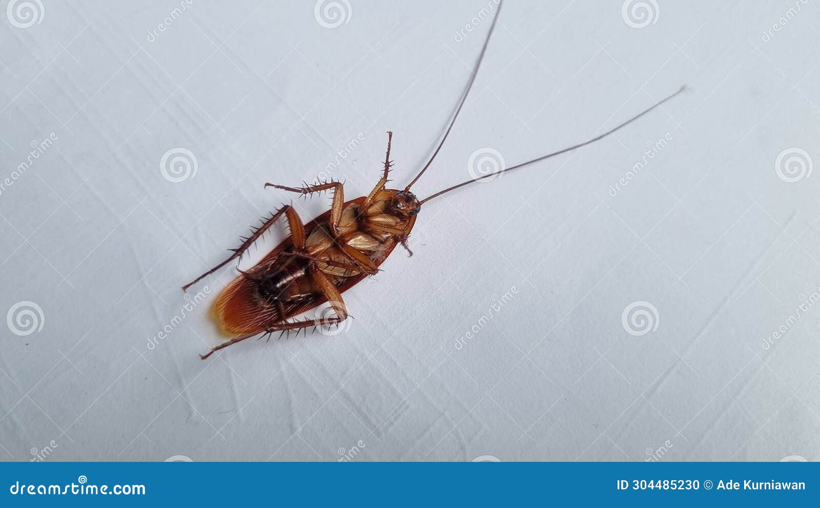 Cockroach on Textured White Background. Dead Cockroach Isolated ...