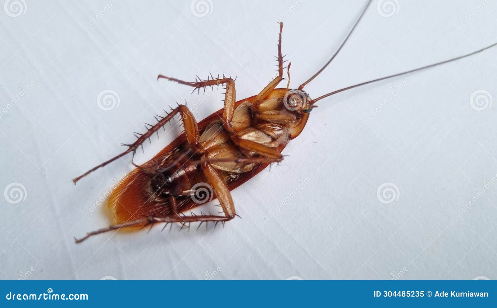 Cockroach on Textured White Background. Dead Cockroach Isolated ...