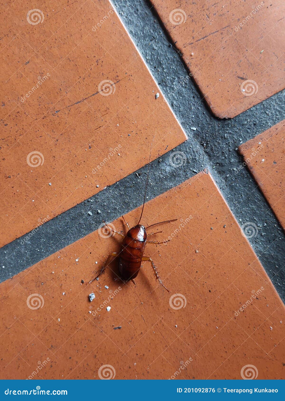 Cockroach on the Tile Floor Top View Stock Photo - Image of macro, tile ...