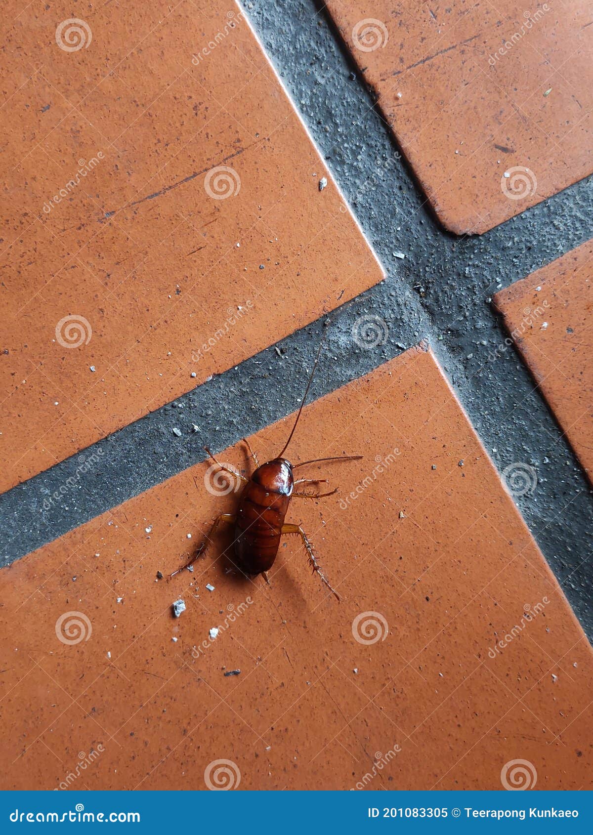 Cockroach on the Tile Floor Top View Stock Image - Image of cockroach ...