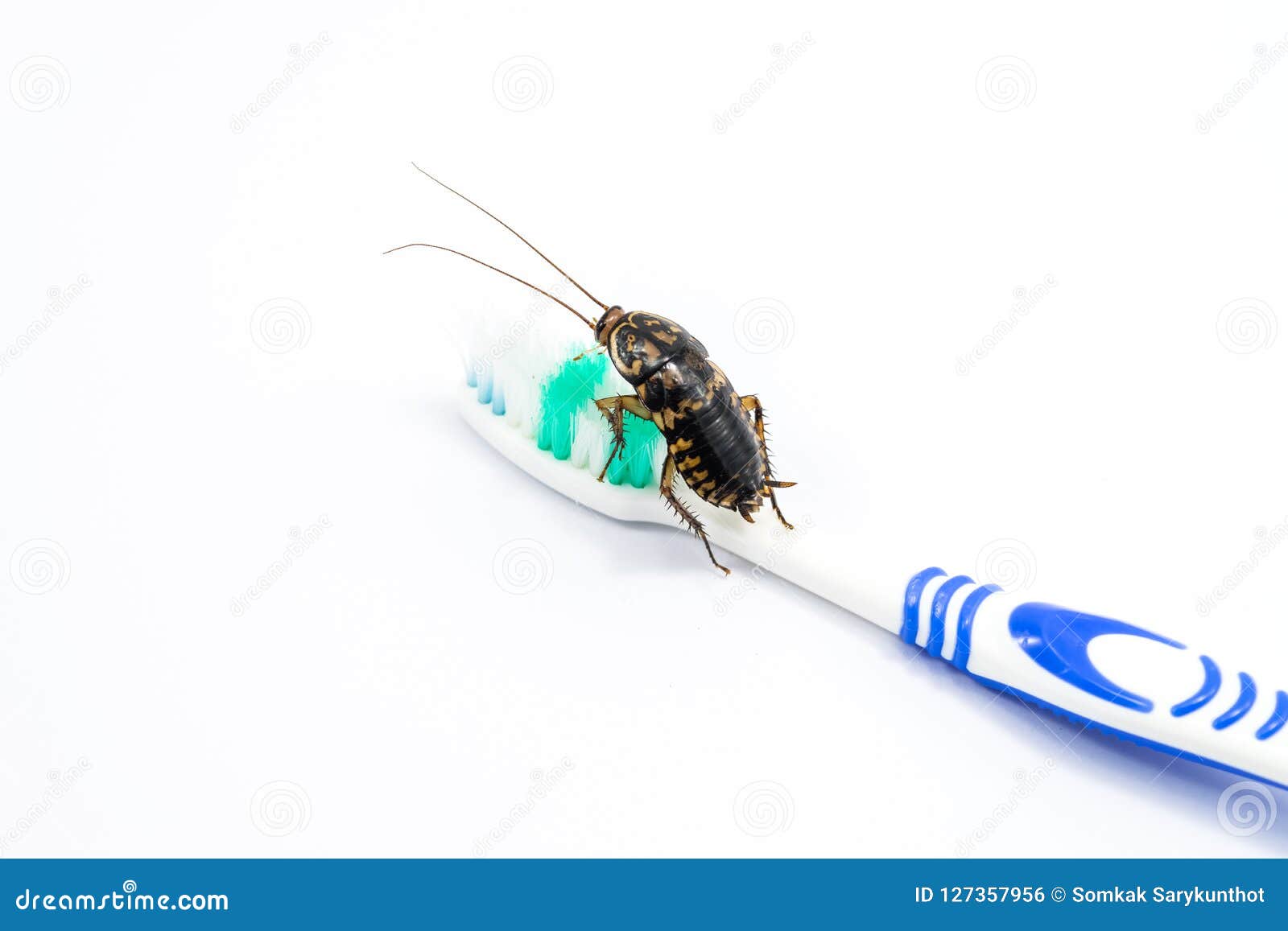 Cockroach on toothbrush stock photo. Image of insecticide - 127357956