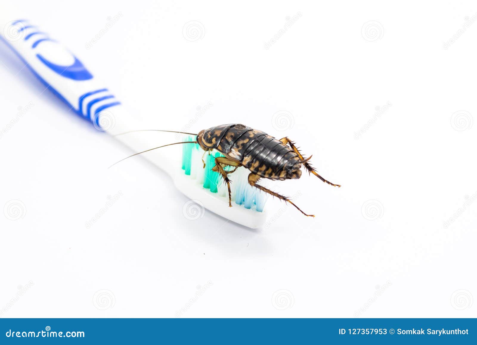 Cockroach on toothbrush stock image. Image of hygiene - 127357953